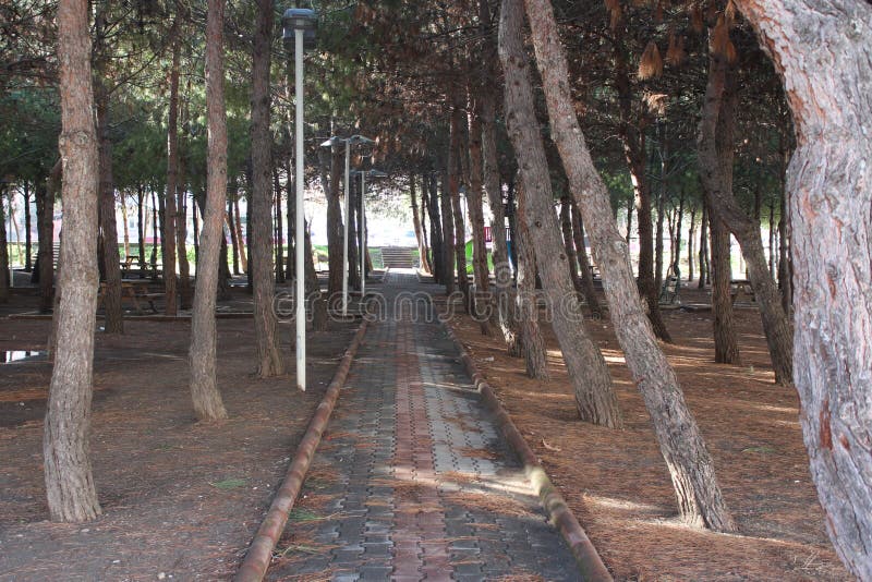 Walk way stock photo. Image of orange, garden, tree - 106844356