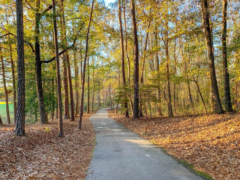 Walking Path in the Trees through a Park Stock Photo - Image of ...