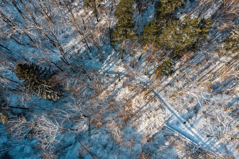 Walking Path between Trees in a Winter Park Stock Image - Image of ...