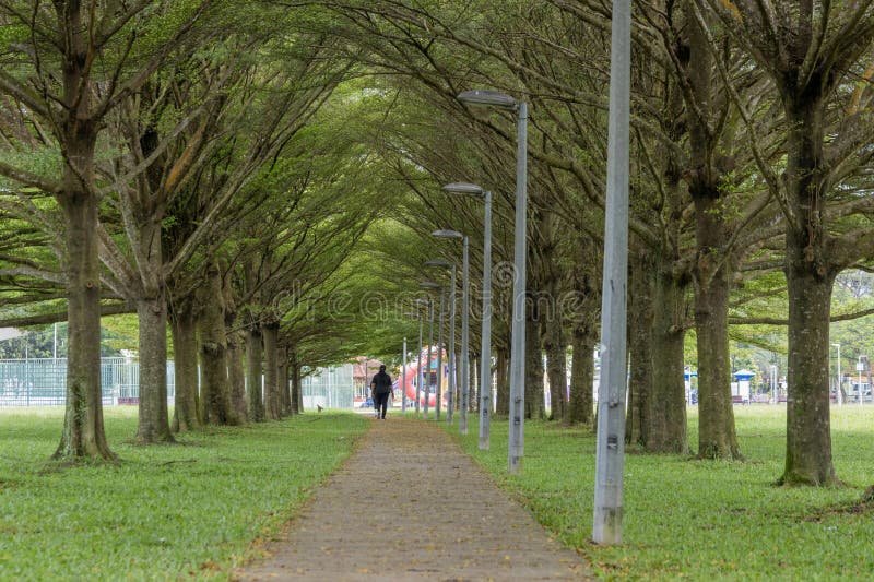 Walking Path Under Green Scenery and Tree in Singapore Editorial Image ...
