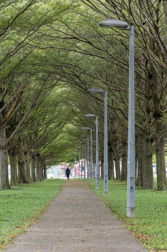 Walking Path Under Green Scenery and Tree in Singapore Editorial Stock ...