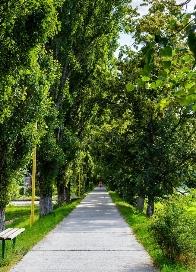 Path under the trees stock photo. Image of tourism, fresh - 110777058