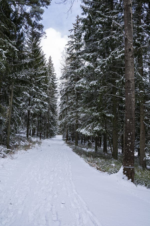 A Path through a Winter Field, and in the Distance a Forest Stock Image ...