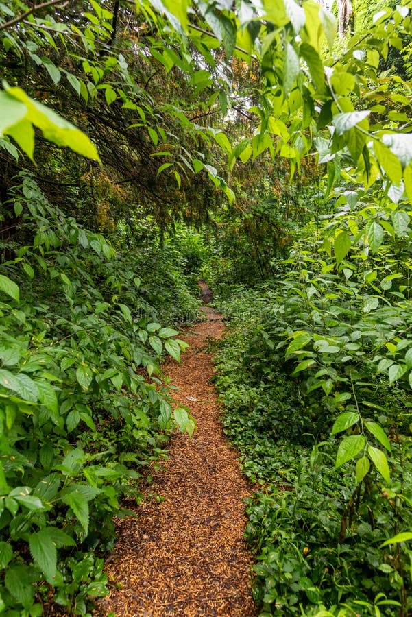 A Walking Path through the Woods Stock Photo - Image of autumn, pathway ...