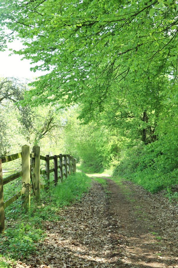 Walking Path in the Woods of Germany Stock Photo - Image of palatinate ...