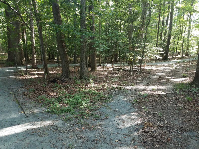 Walking Path in the Woods with Shortcut Stock Image - Image of bark ...