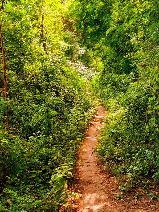Walking Path in the Woods. Walking Path in Forest Trees with Natural ...