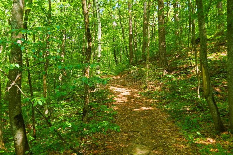 Walking Paths in the Forest for Running Stock Photo - Image of nature ...