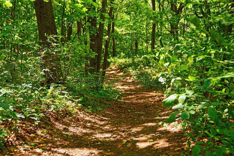 Walking Paths in the Forest for Running Stock Photo - Image of nature ...