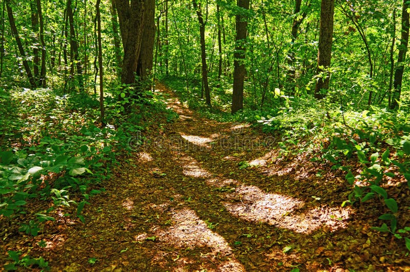 Walking Paths in the Forest for Running Stock Photo - Image of ...