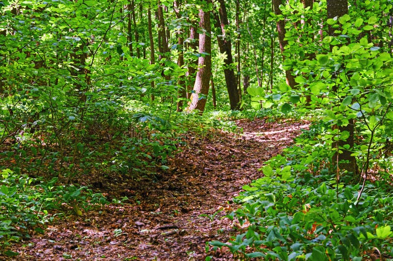 Walking Paths in the Forest for Running Stock Photo - Image of europe ...