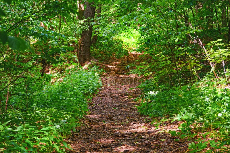 Walking Paths in the Forest for Running Stock Image - Image of natural ...