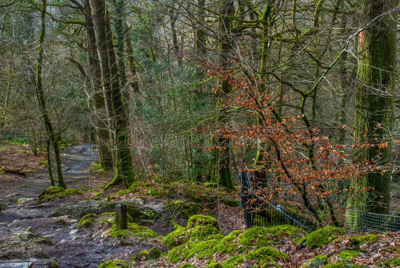 Walking Paths with Green Trees in the Forest. Beautiful Way through the ...