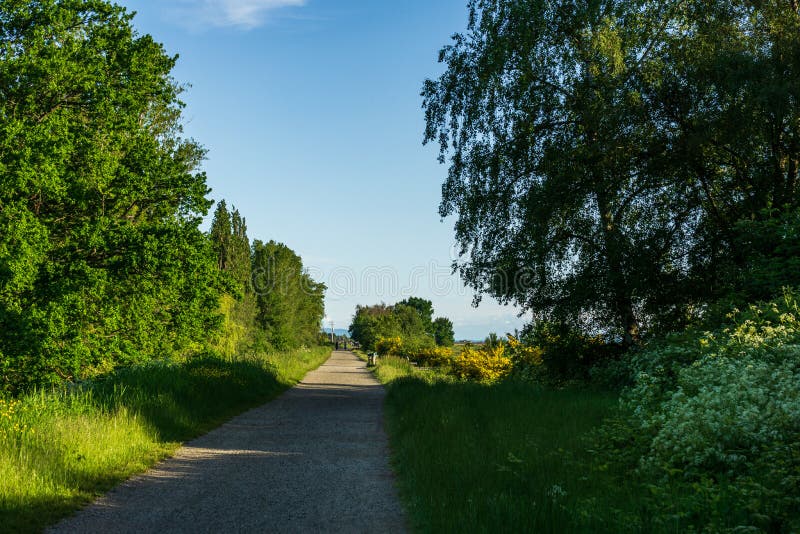 Walking Pathway in a Green Forest Park Sunny Spring Day Stock Photo ...