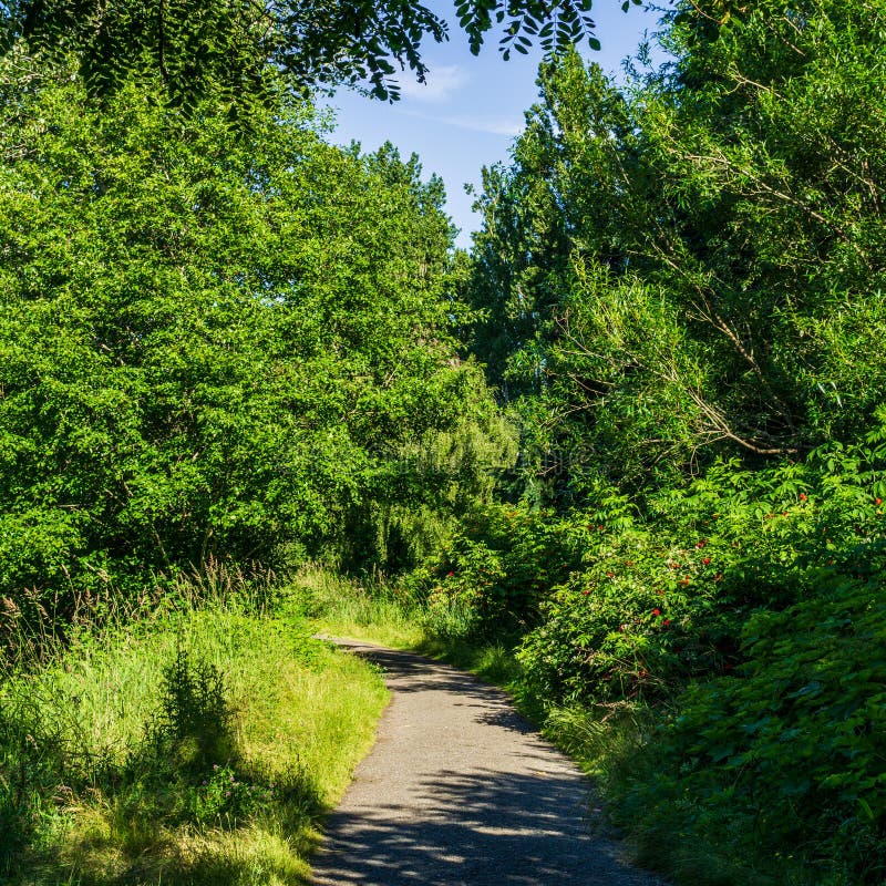 Walking Pathway in a Green Forest Park Sunny Spring Day Stock Photo ...