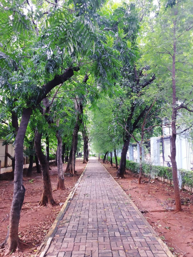 Walking through a Pathway at a Park Stock Photo - Image of park, tree ...