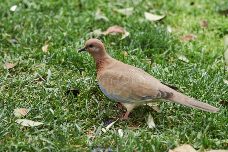 Walking Pigeon on a Green Grass Bites a Seed Stock Image - Image of ...