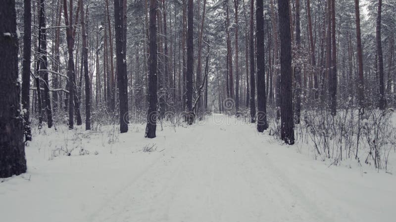 Walking in the Pine Wood on Snowy Path in Winter Stock Footage - Video ...