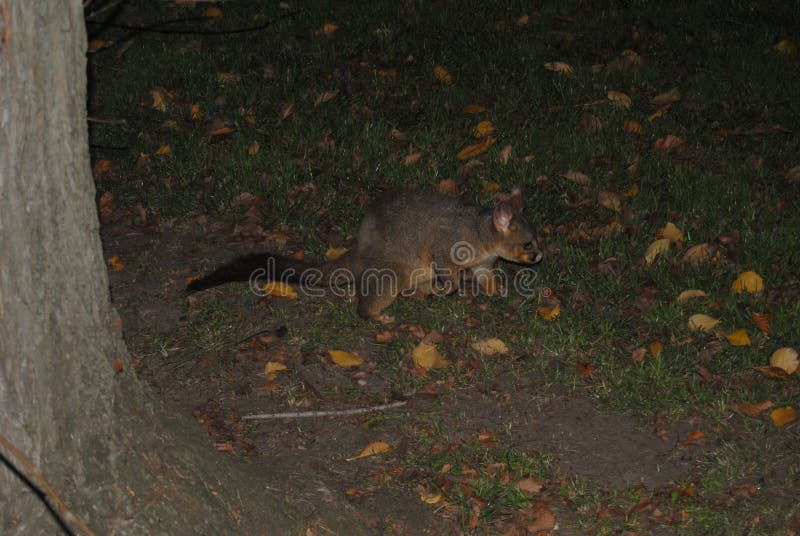 A Walking Possum stock image. Image of ground, possum - 95661951