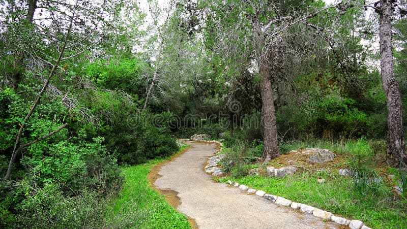 Israeli forest . stock image. Image of forest, nature - 211782977