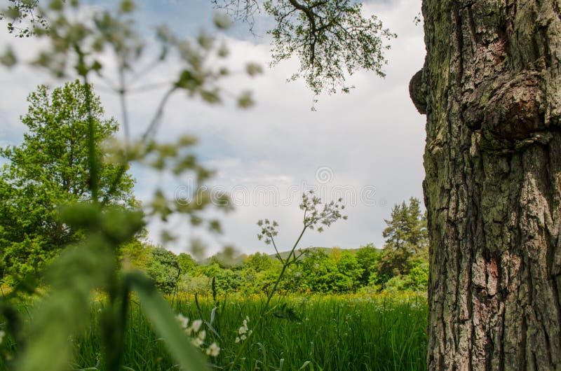 Walking in the Quiet Nature of Spring is Invaluable Stock Image - Image ...