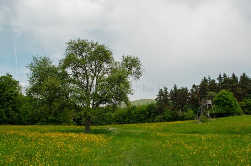 Walking in the Quiet Nature of Spring is Invaluable Stock Image - Image ...