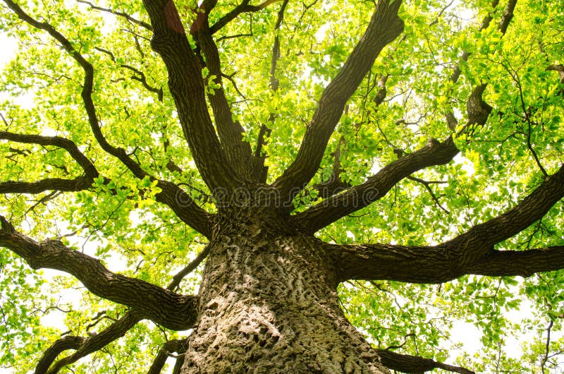 Walking in the Quiet Nature of Spring is Invaluable Stock Image - Image ...