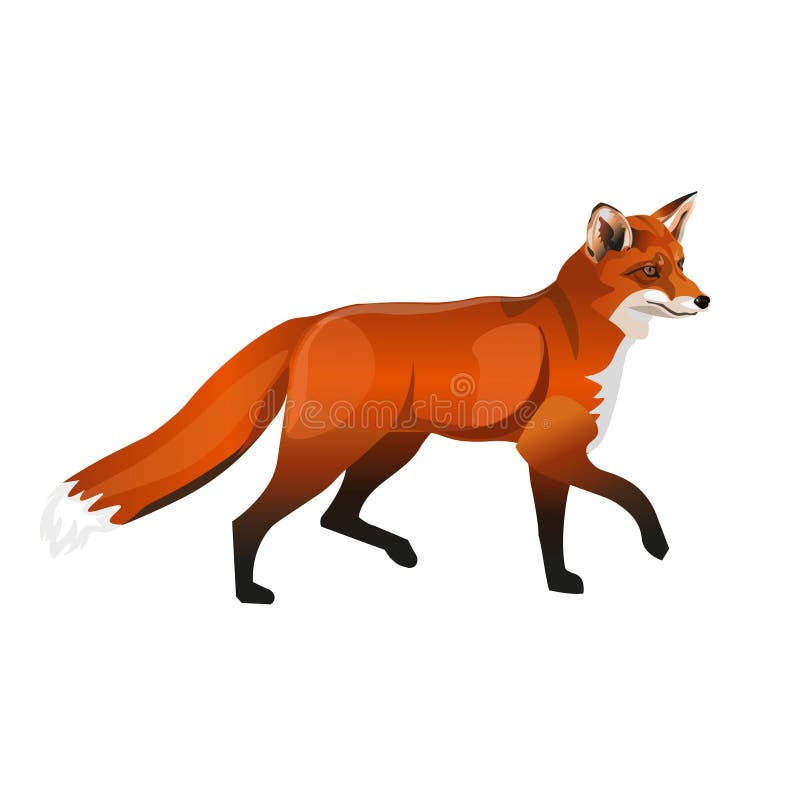 Running Fox Side View Stock Illustrations – 78 Running Fox Side View ...