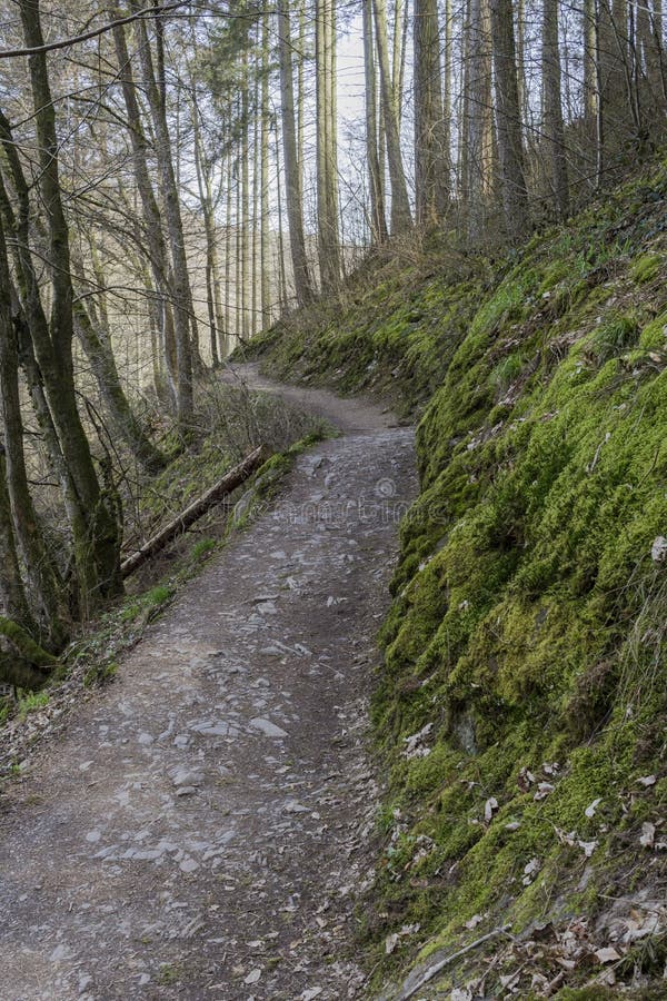 Trail through Spring Woodland Stock Image - Image of park, green: 117899317