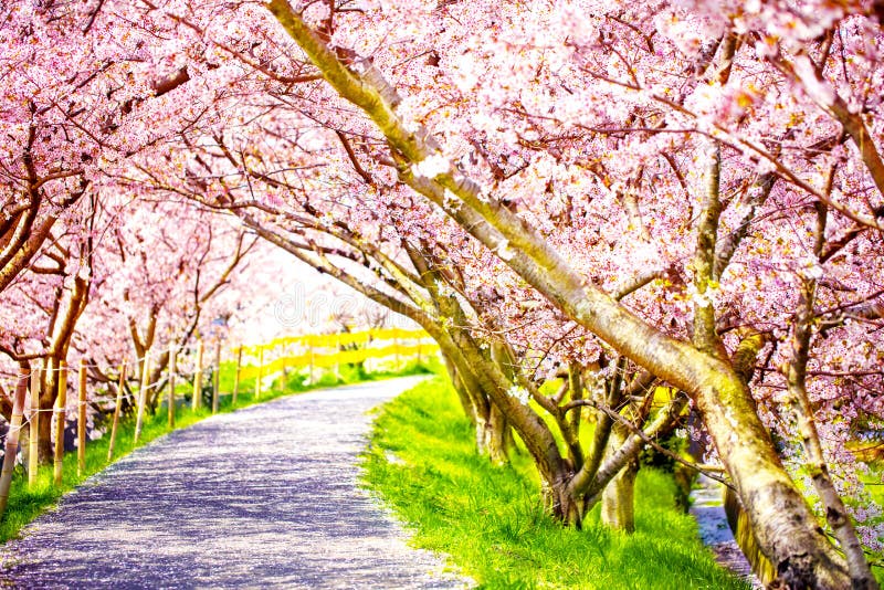 A Walking Road Under the Beautiful Sakura Tree or Cherry Tree Tunnel ...