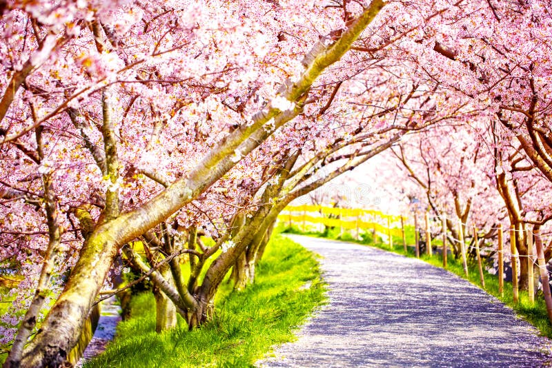 A Walking Road Under the Beautiful Sakura Tree or Cherry Tree Tunnel ...