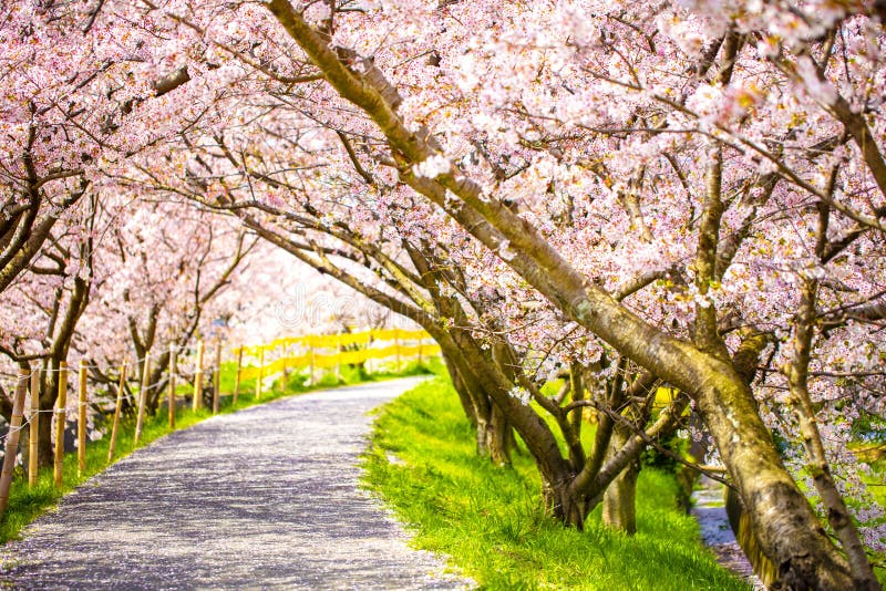 A Walking Road Under the Beautiful Sakura Tree or Cherry Tree Tunnel ...