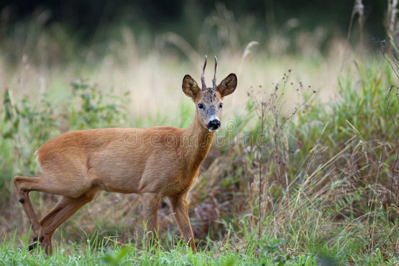 Walking Roebuck in the Wild Stock Image - Image of mammal, wildlife ...