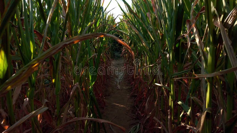 Walking through Tall Corn Plants on Farm in Slow Motion at the End of ...