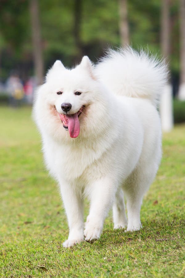 A walking Samoyed 2 stock image. Image of samoyed, pets - 82019053