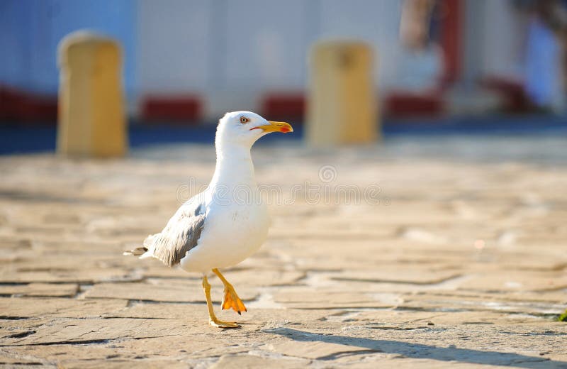 Walking seagull in street stock photo. Image of birds - 182808592