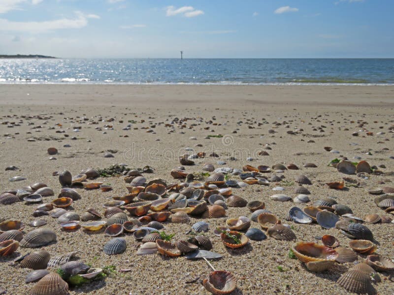 All Kind of Shells on the Beach. Stock Image - Image of shells, magic ...