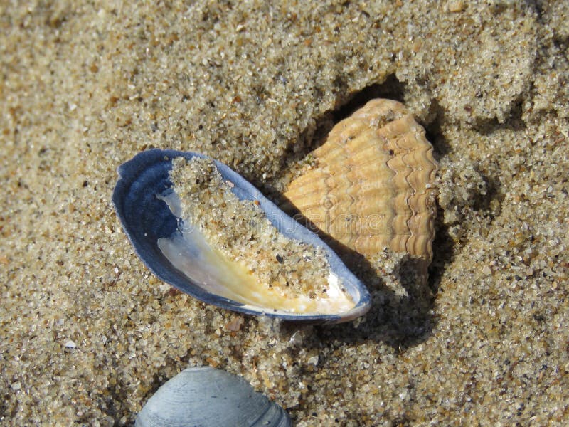 All Kind of Shells on the Beach. Stock Image - Image of life, beach ...