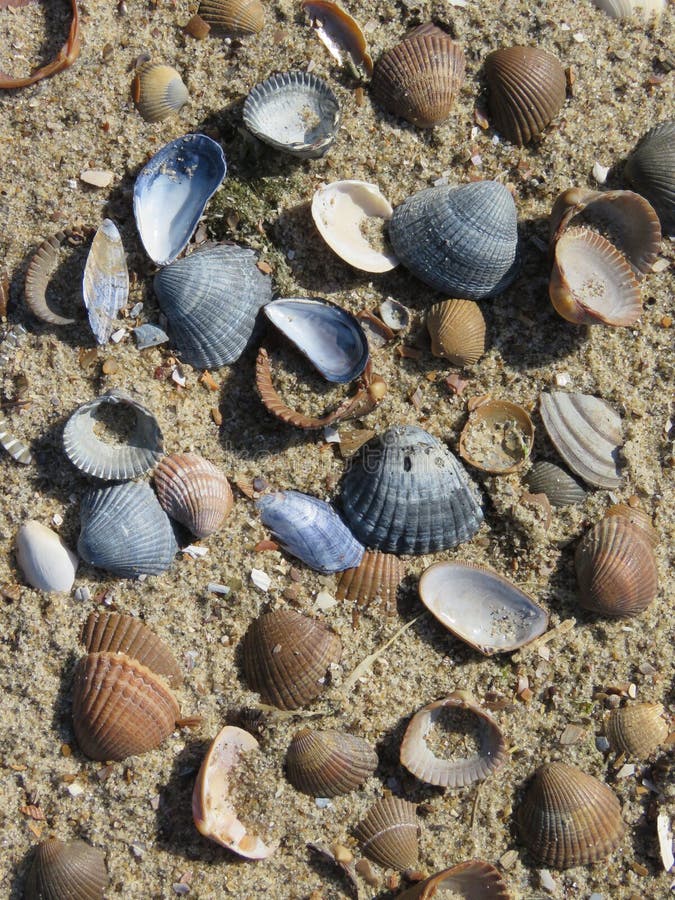 All Kind of Shells on the Beach. Stock Photo - Image of walking, shells ...