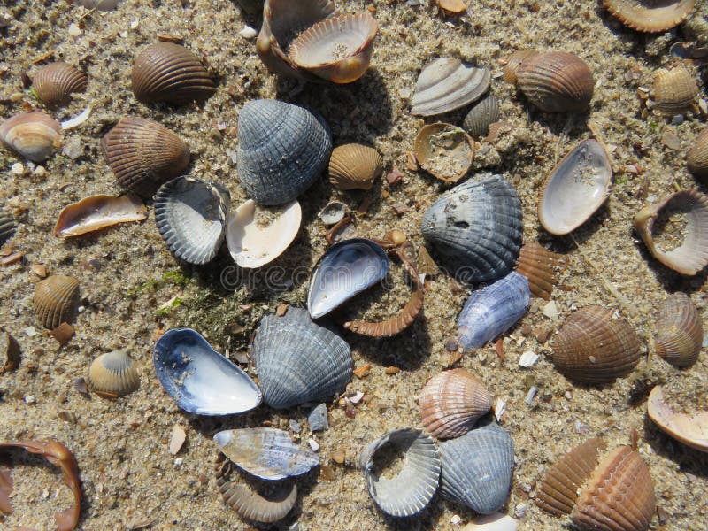 All Kind of Shells on the Beach. Stock Photo - Image of piece, feet ...