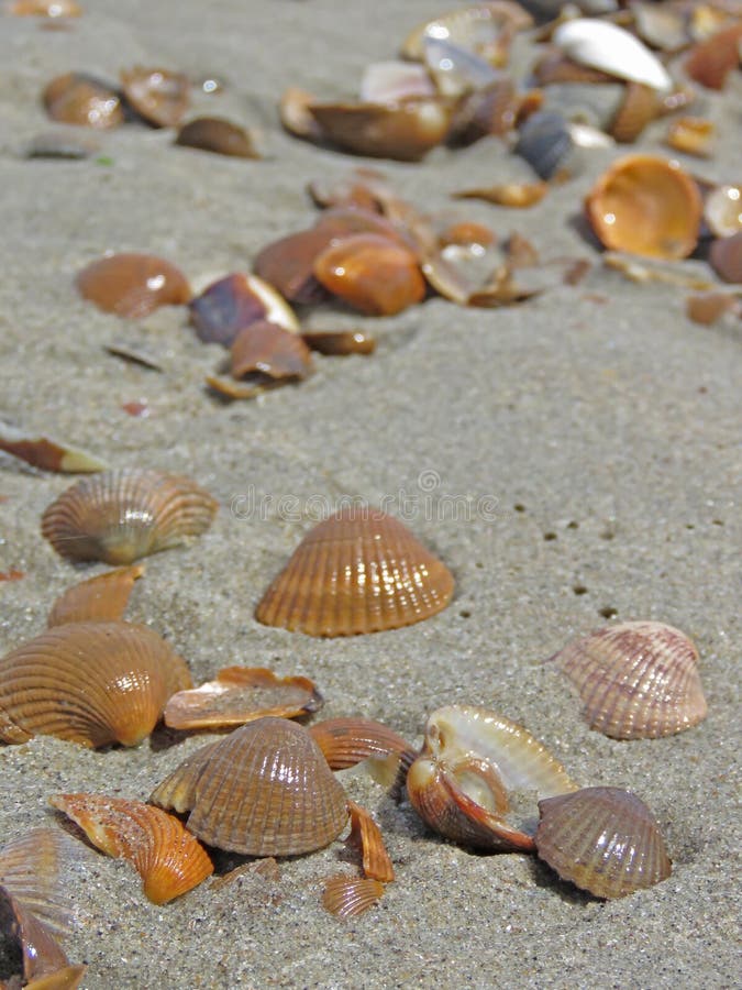 All Kind of Shells on the Beach. Stock Image - Image of sunshine ...