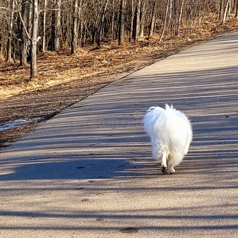 Walking in the shadows stock photo. Image of snow, animal - 313811170