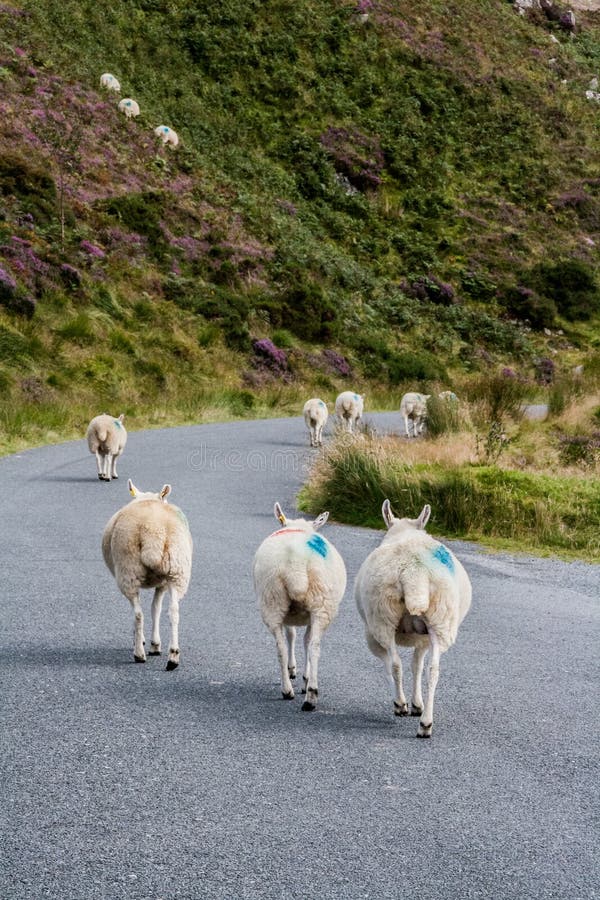 Walking sheep stock image. Image of ireland, animals - 33246359