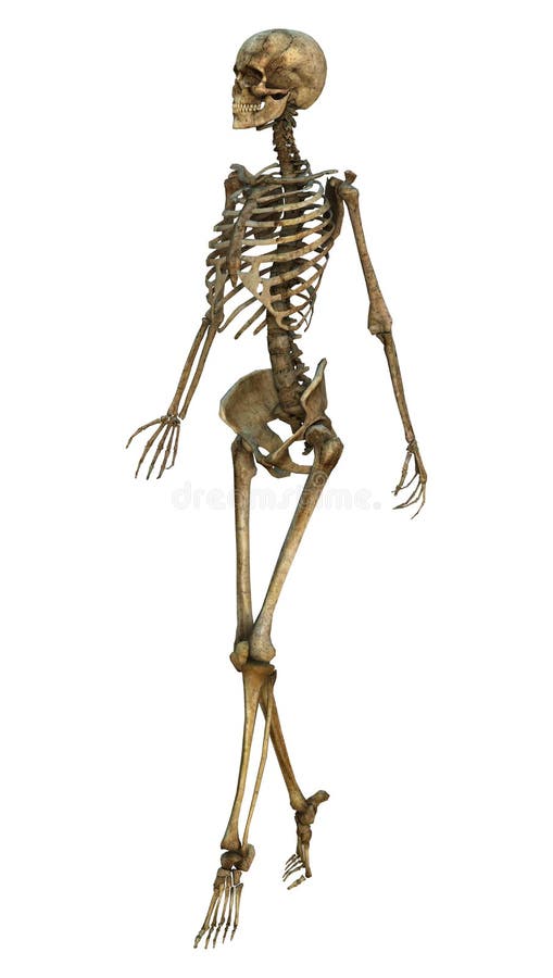 Walking Skeleton stock illustration. Illustration of health - 40925093