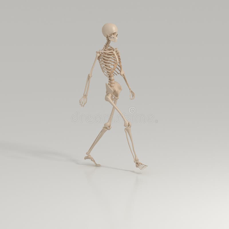Walking skeleton stock illustration. Illustration of human - 54200919