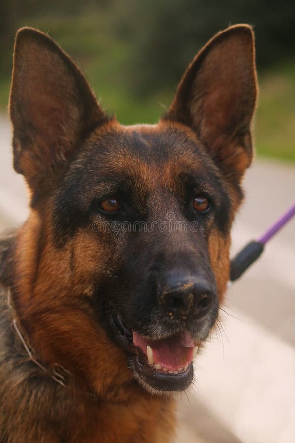 Smiling German Shepherd Beeing Stock Photos - Free & Royalty-Free Stock ...