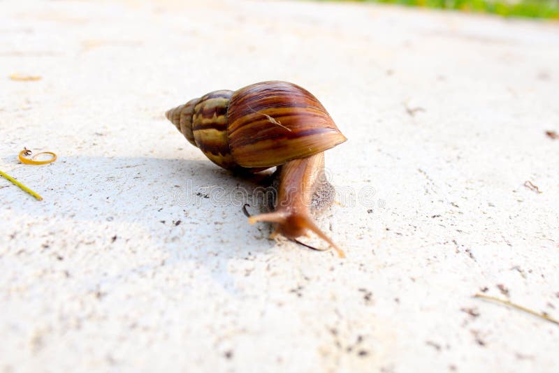 The Walking Snail stock photo. Image of slow, wild, journey - 91766244