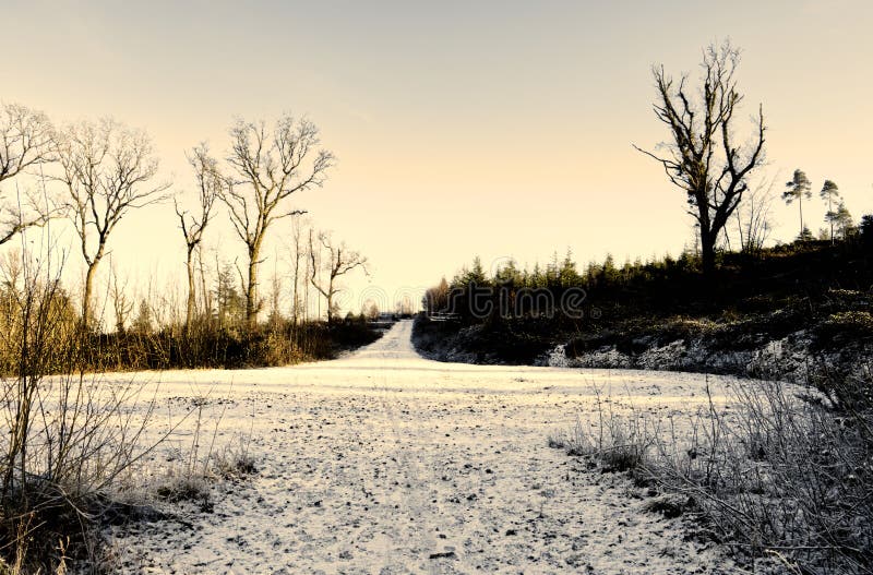 Walking in the snow stock photo. Image of plant, scene - 207030016