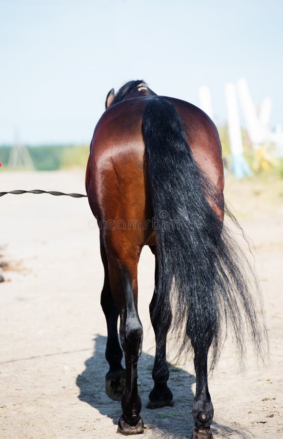 Walking Sportive Horse with Long Tail. Back View Stock Photo - Image of ...