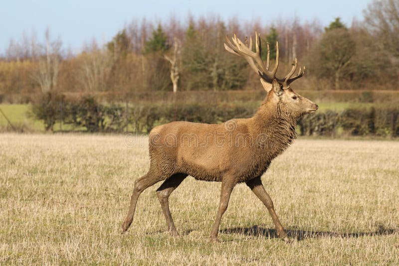 Walking Stag stock photo. Image of deer, glen, field - 51301960